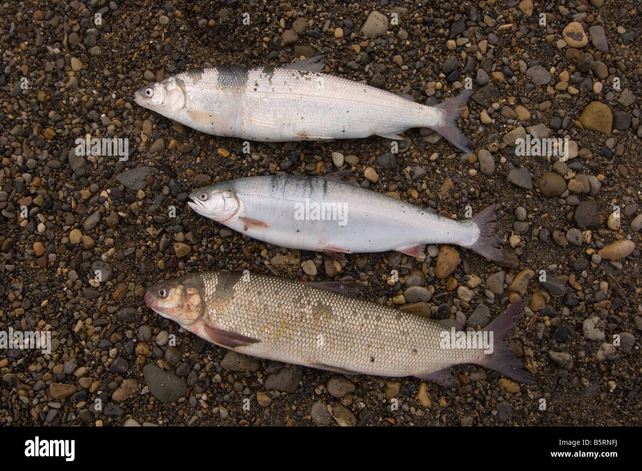 arctic char cisco broad whitefish fish Stock Photo - Alamy