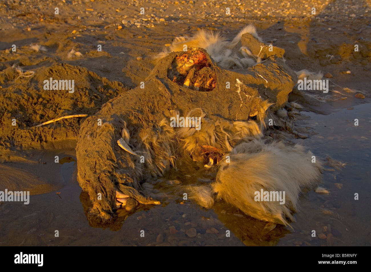 dead polar bear Stock Photo - Alamy