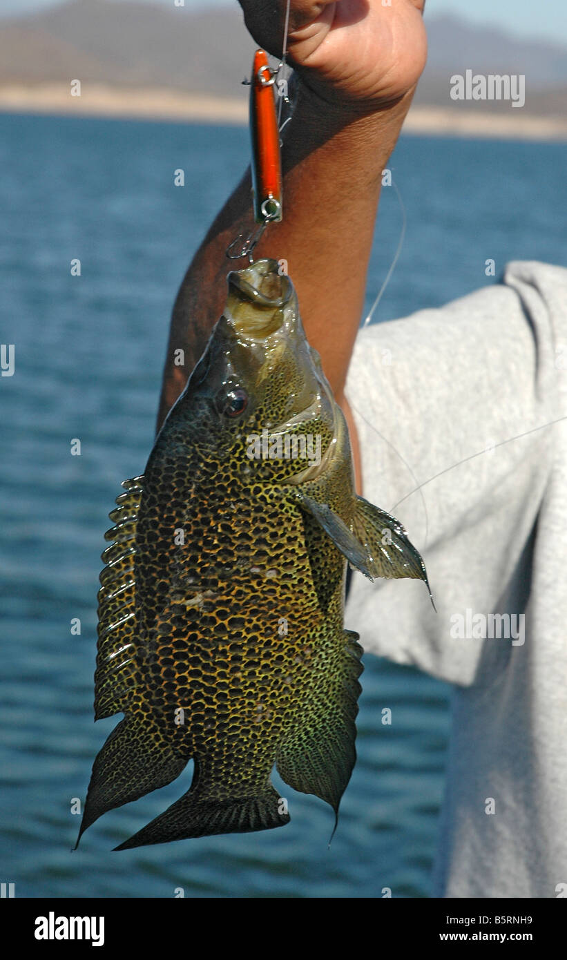 A mojarra fish hit the rattling bait on Lake Mateos, a Mexican ...