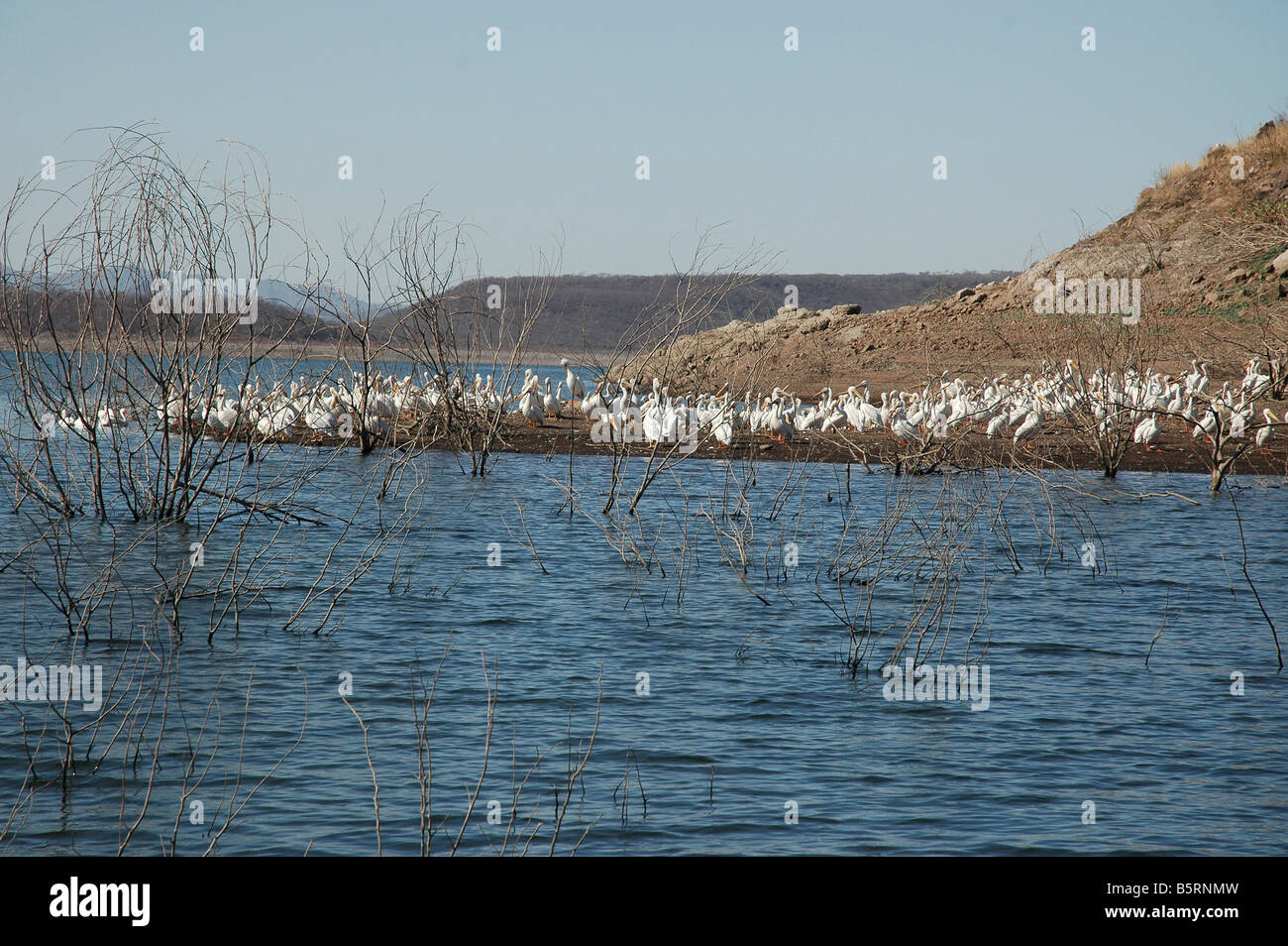 White pelicans enjoy the abundant tilapia forage on Lake Mateos, a ...