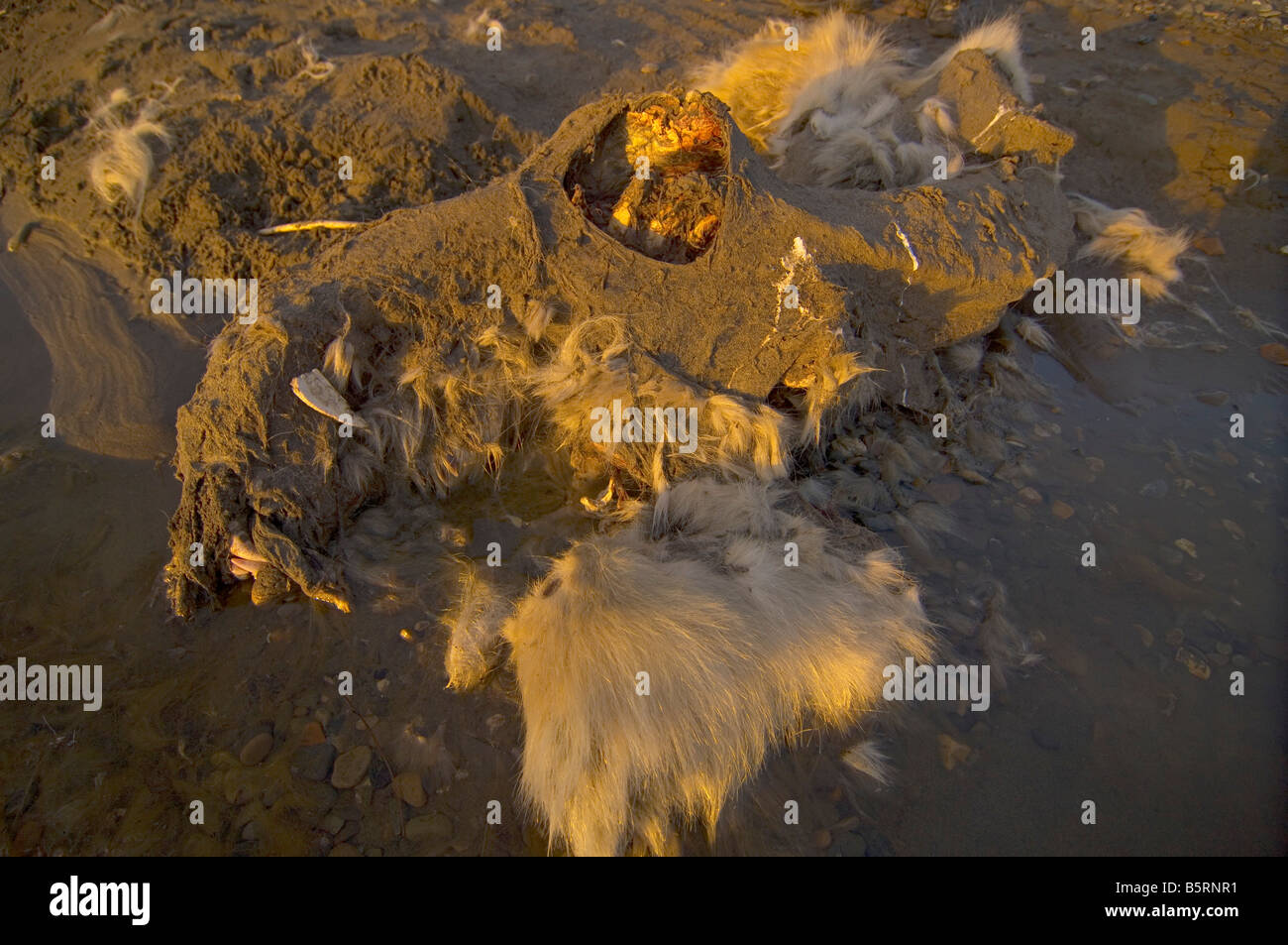 dead polar bear Stock Photo - Alamy