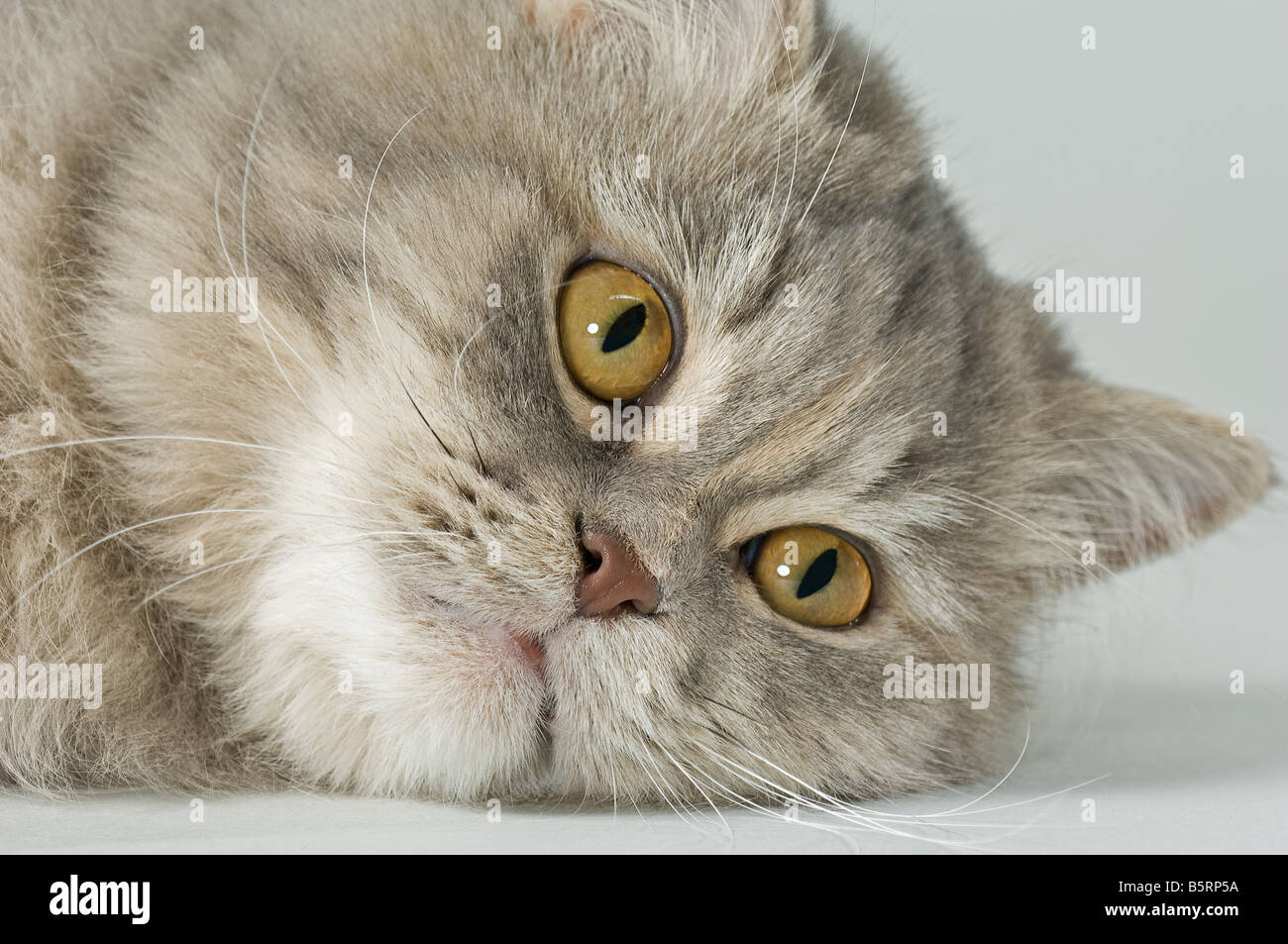 cat - portrait - cut out Stock Photo - Alamy