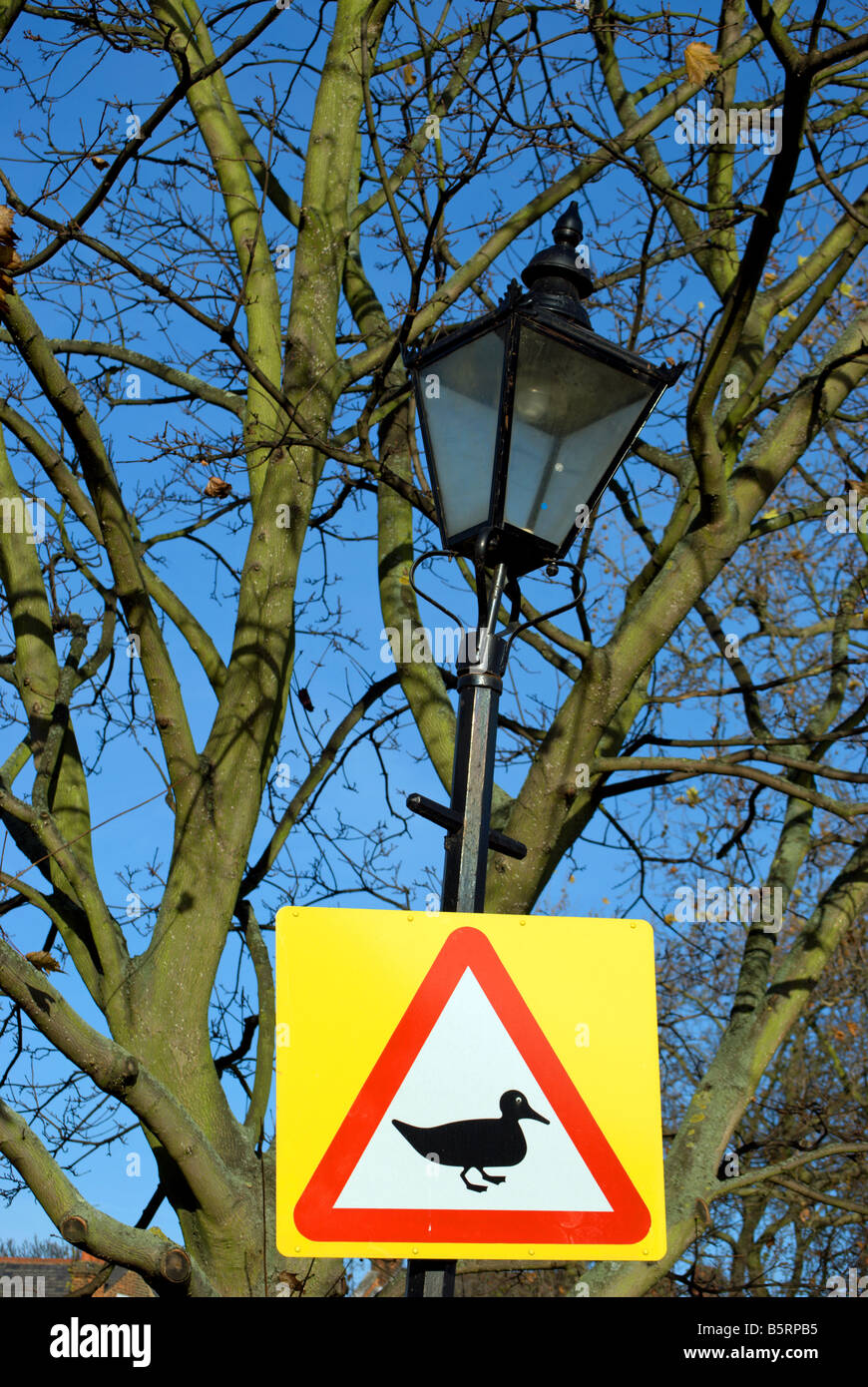 british traffic sign warning of ducks on road, fixed to a tilting ...