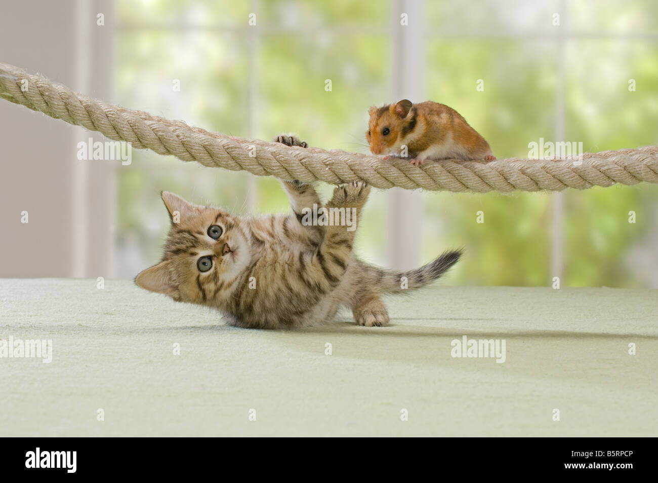 Kitten and hamster hi-res stock photography and images - Alamy