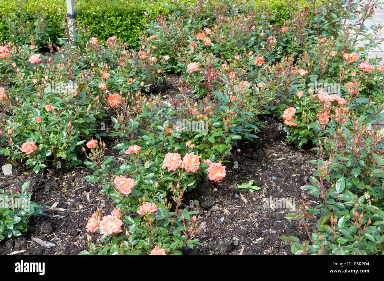 Rosa sunseeker "Dicracer Stock Photo - Alamy