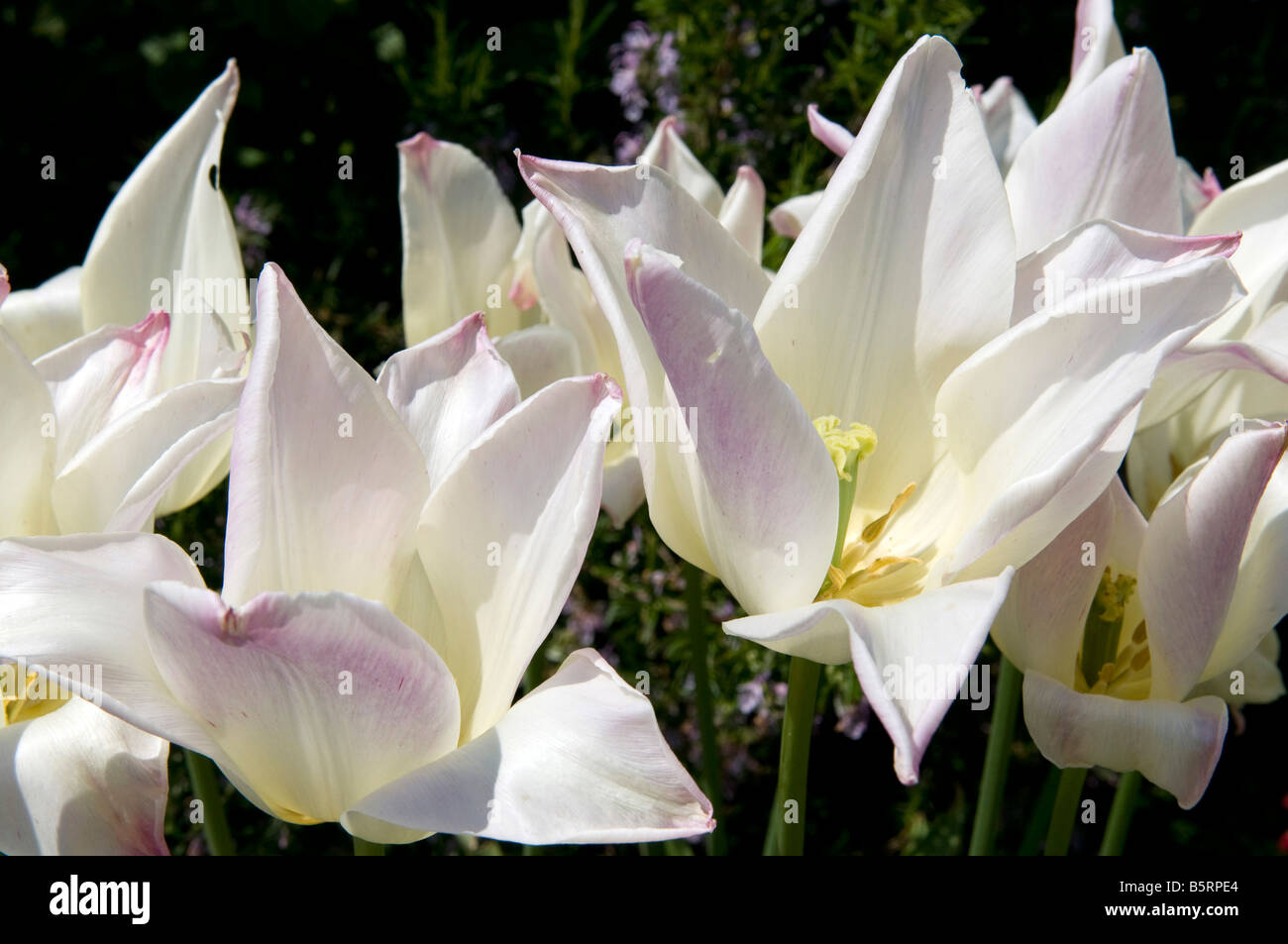 Reflexed tulip hi-res stock photography and images - Alamy