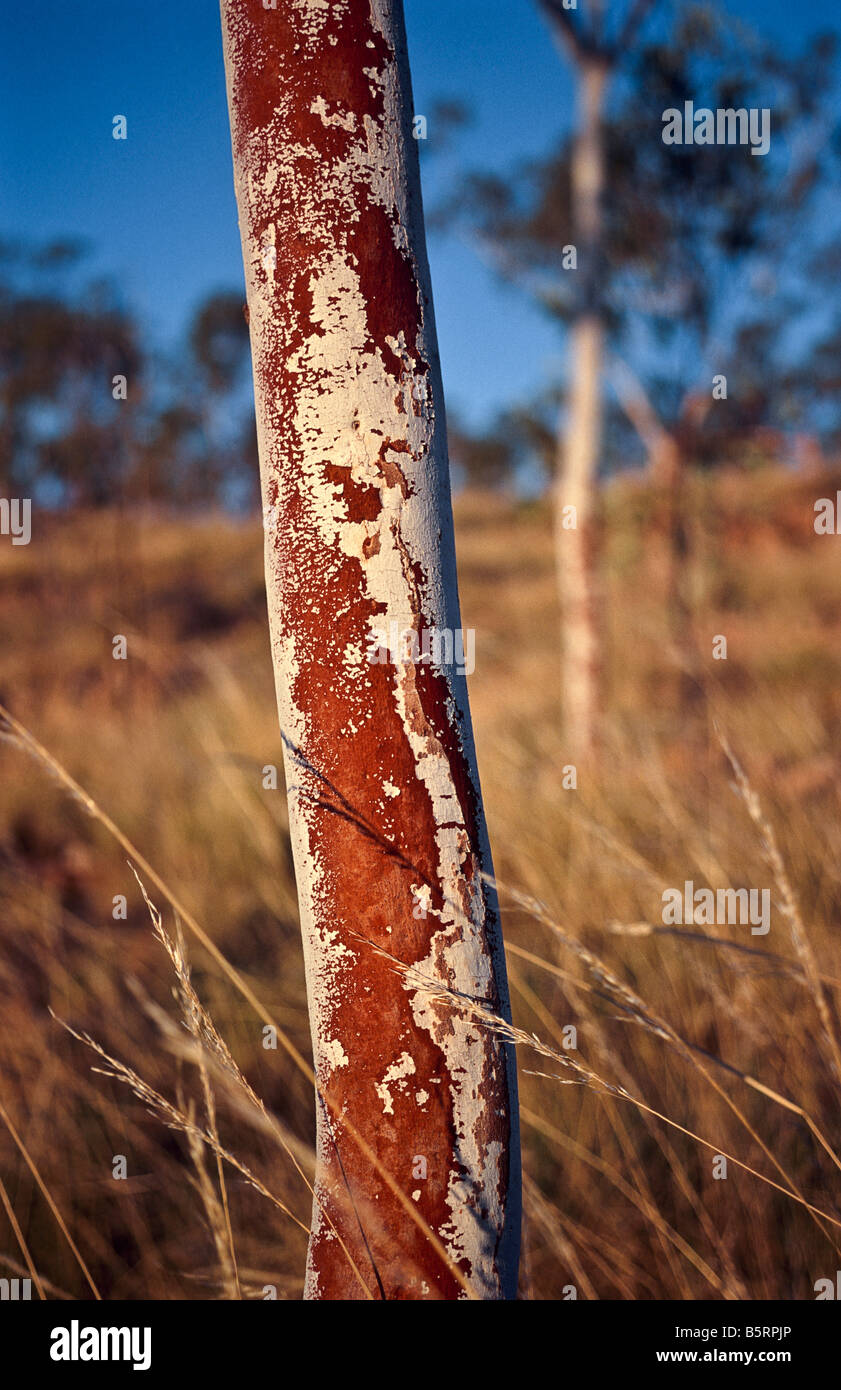 Australian native tree bark hi-res stock photography and images - Alamy