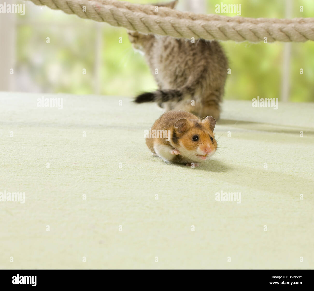 animal friendship : kitten and Golden Hamster Stock Photo - Alamy