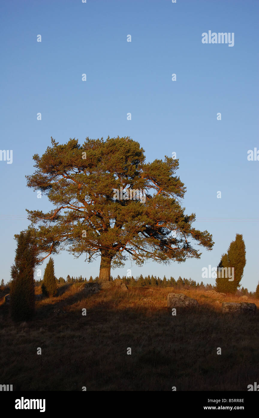 Evening sky fir tree hi-res stock photography and images - Alamy