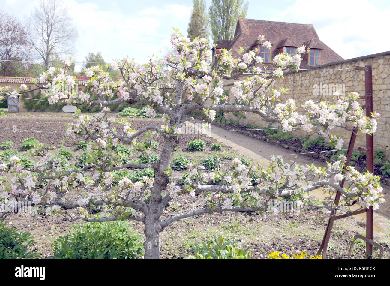 Apple tree with branches trained to a wire trellis Stock Photo - Alamy