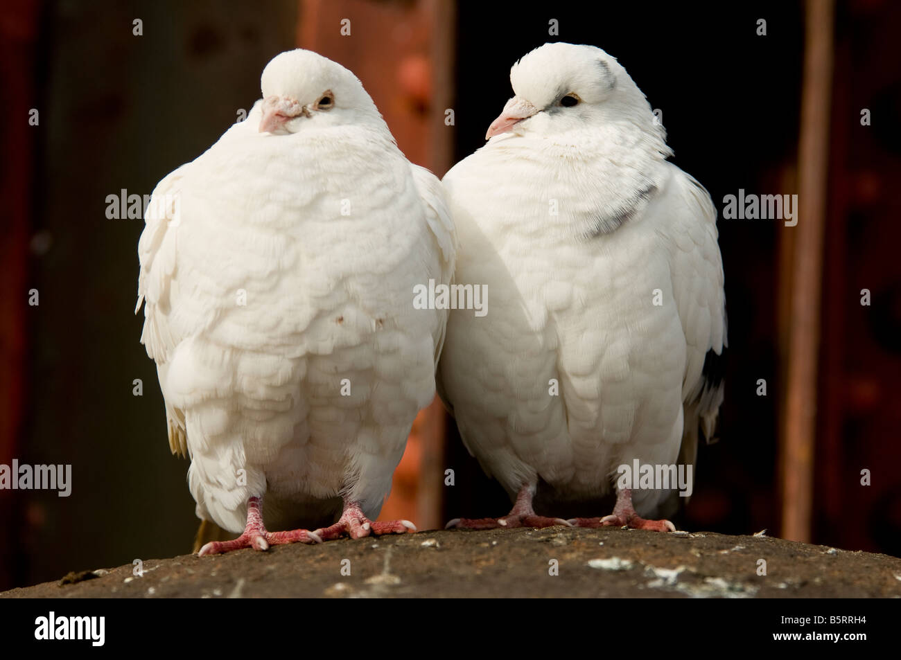 Two white pigeons fluffed up against the winter wind Stock Photo - Alamy