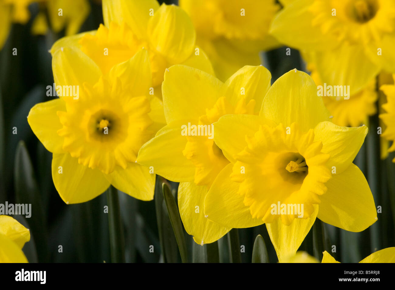 Pretty daffodils blooming in hi-res stock photography and images - Alamy