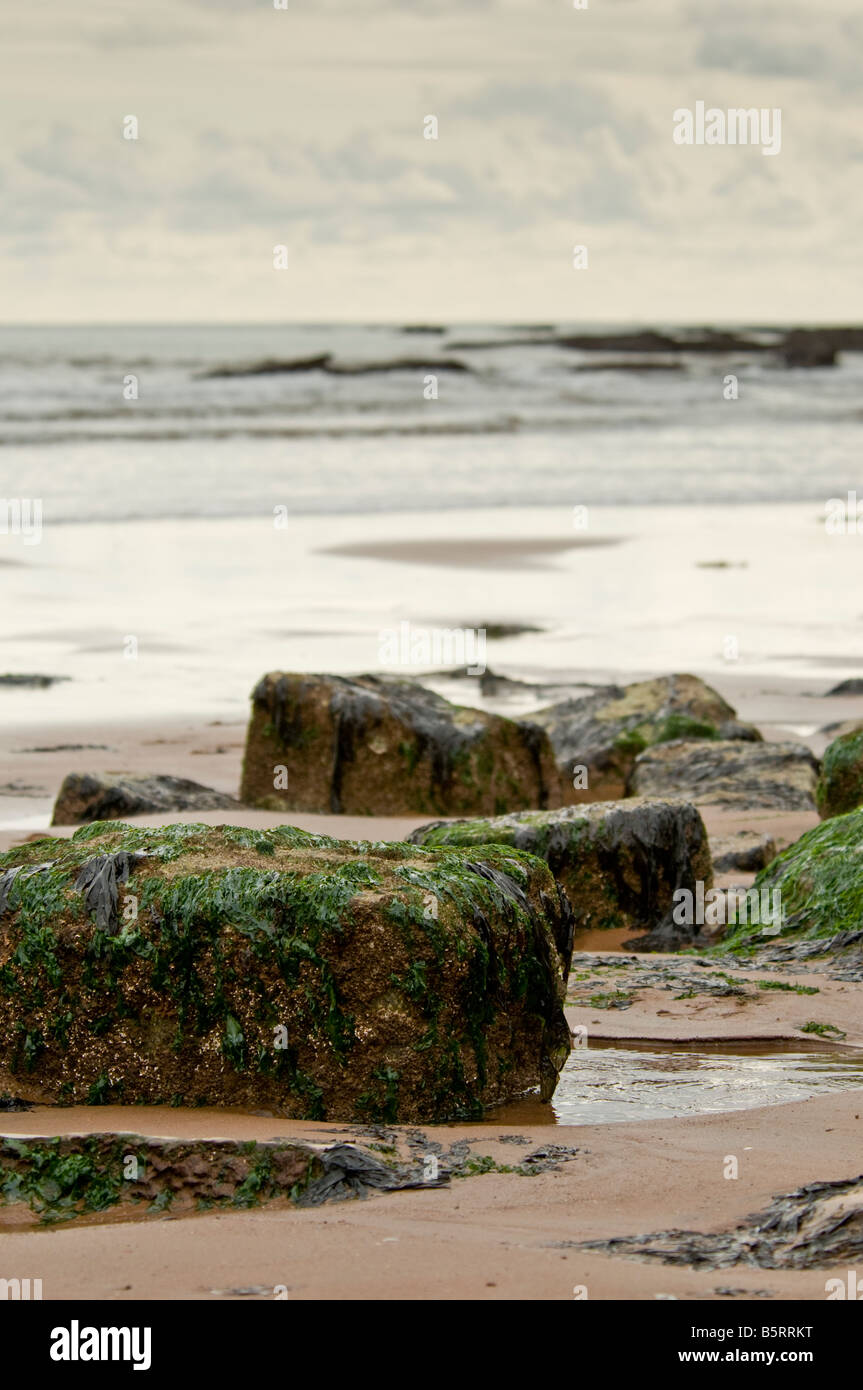 Dawlish coast hi-res stock photography and images - Alamy