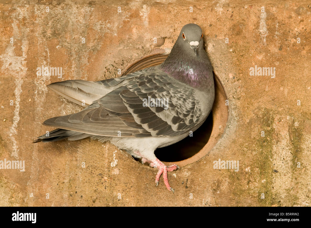 Pidgeon bird hi-res stock photography and images - Alamy