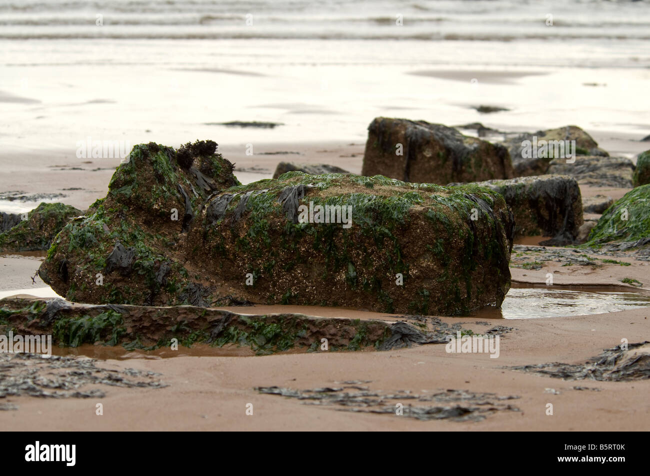 The coastline at Dawlish Stock Photo - Alamy