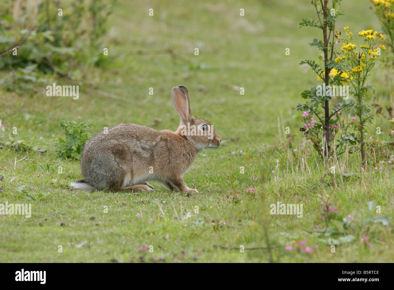European Rabbit Oryctolagus cuniculus single adult sitting on heathland ...