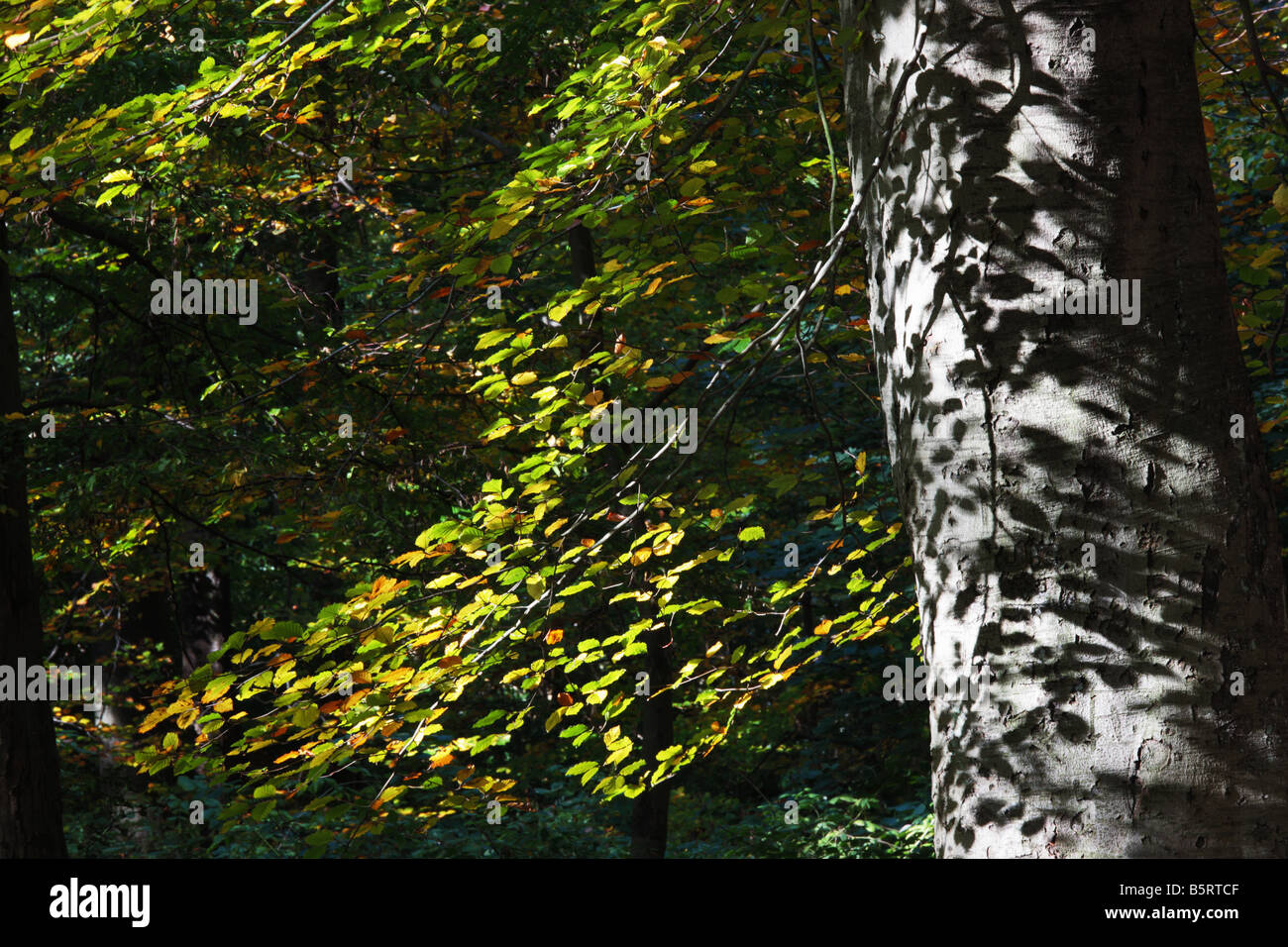 Light catching the lower branches of a beech tree developing autumn ...
