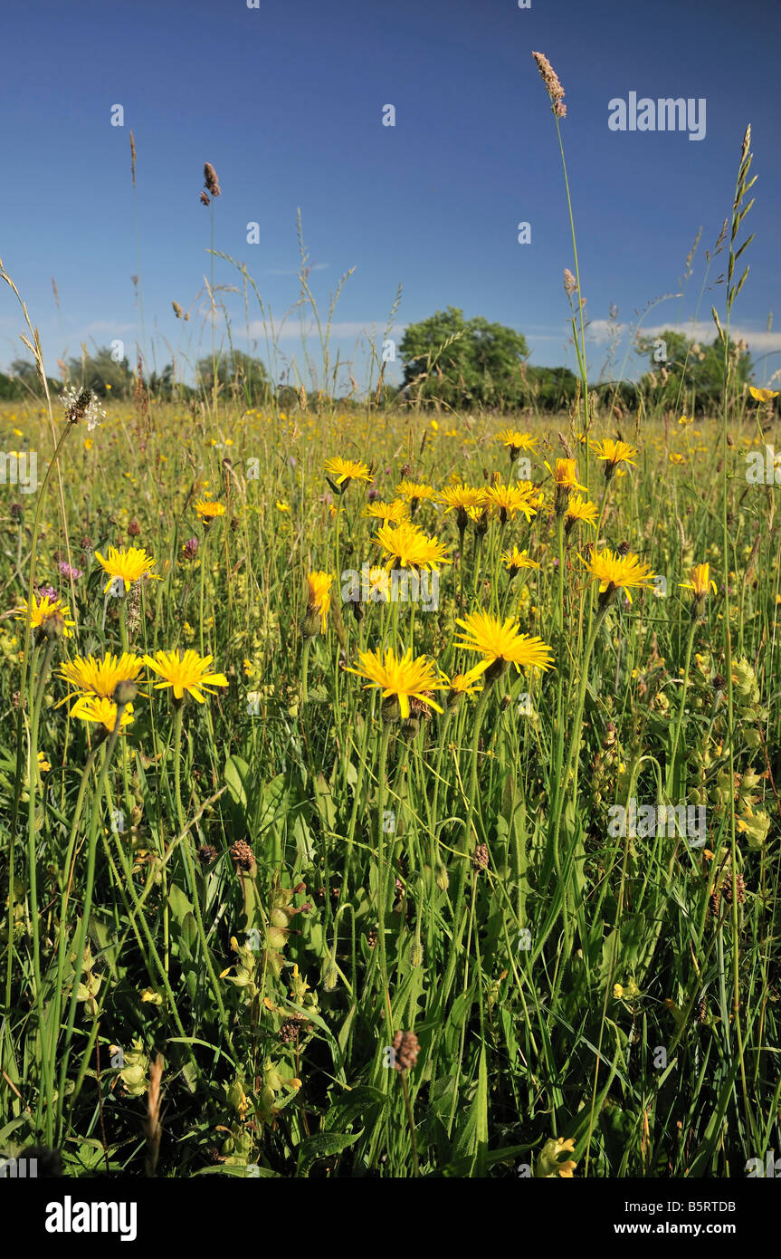 Common hawkbit leontodon hi-res stock photography and images - Alamy
