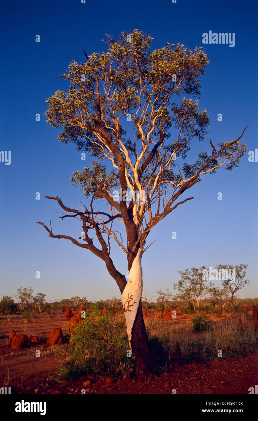 Dead half trunks hi-res stock photography and images - Alamy
