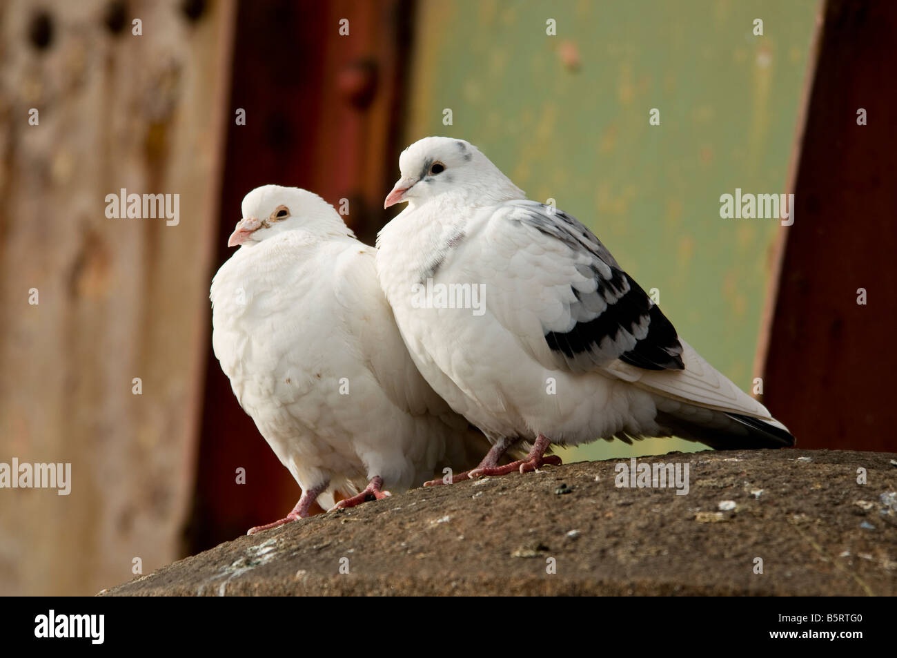 Two white pigeons fluffed up against the winter wind Stock Photo - Alamy
