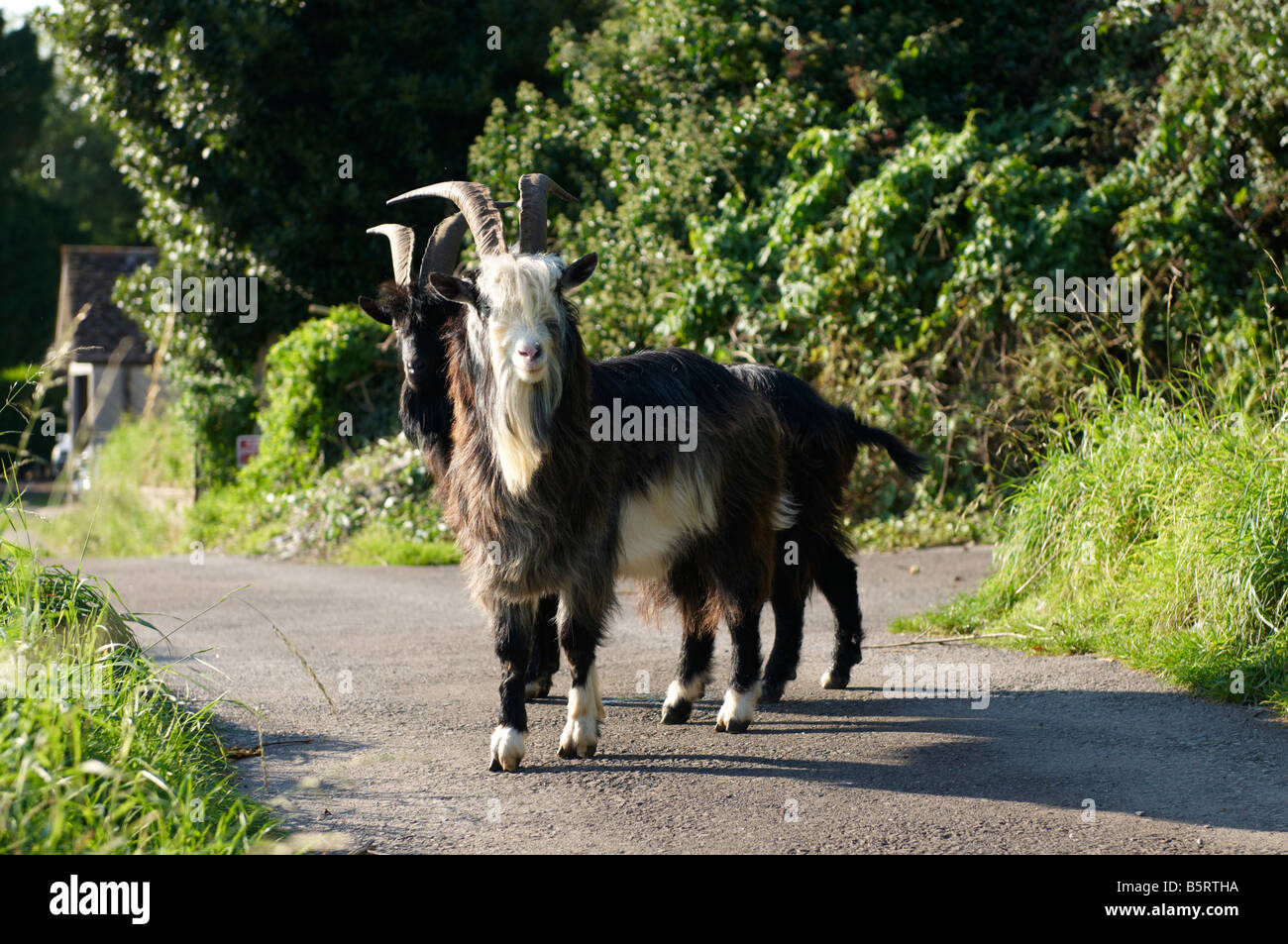 Goats on path in Cheddar Gorge Somerset UK Stock Photo - Alamy