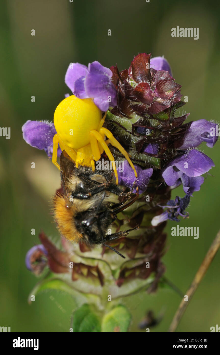 Yellow Crab Spider with Bee prey on Selfheal Stock Photo - Alamy