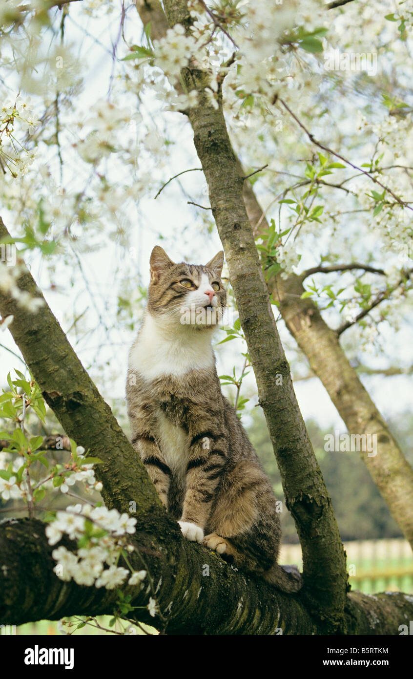 domestic cat - sitting on branch Stock Photo - Alamy