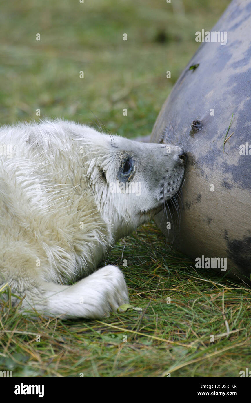Grey Seal Halichoerus grypus single pup suckling Taken November North ...