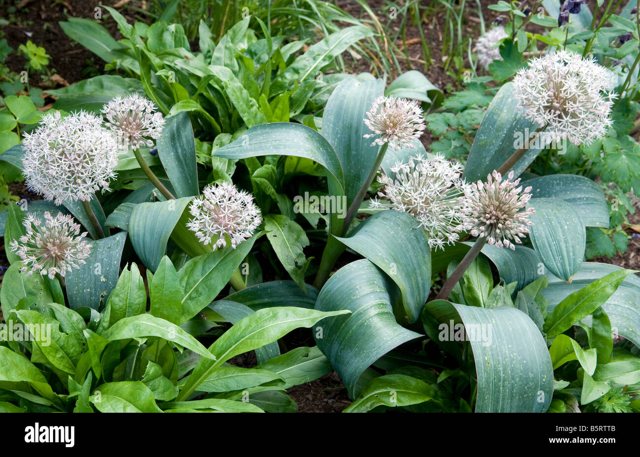 Basal bulb hi-res stock photography and images - Alamy
