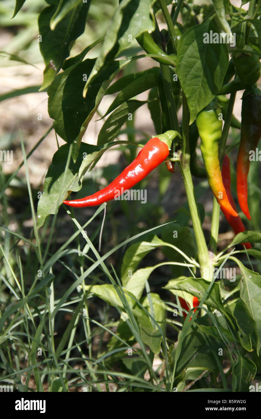 red hot chilli peppers growing on plants in garden Stock Photo - Alamy