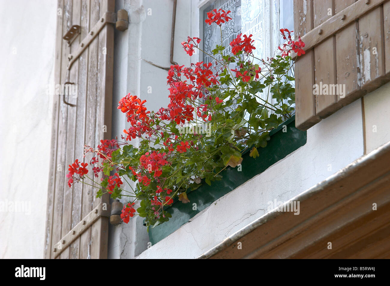 geraniums in a window box Stock Photo - Alamy