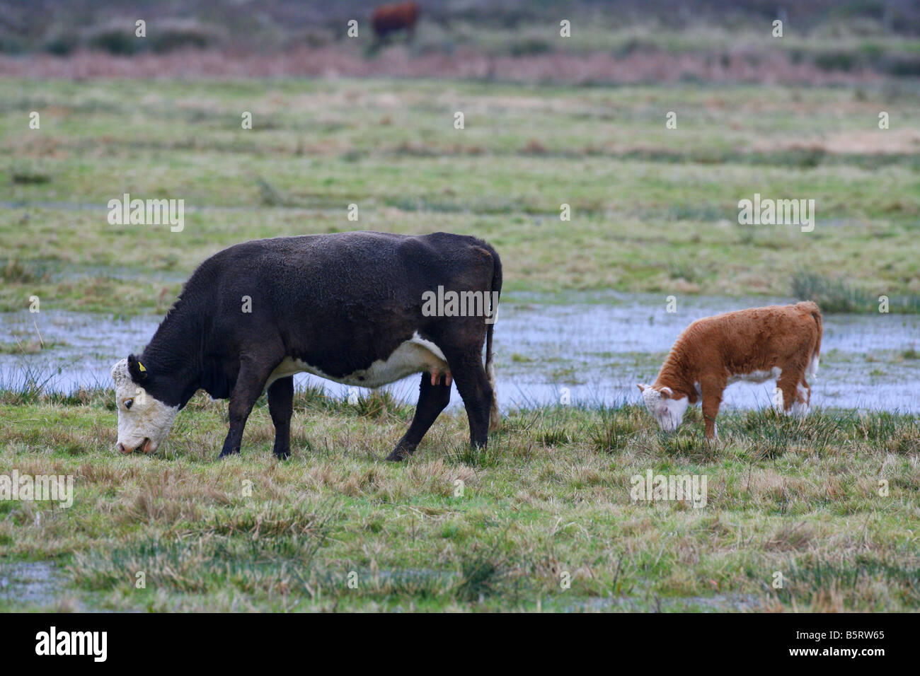 Cow single adult and calf feeding on grass on marshland Taken November ...