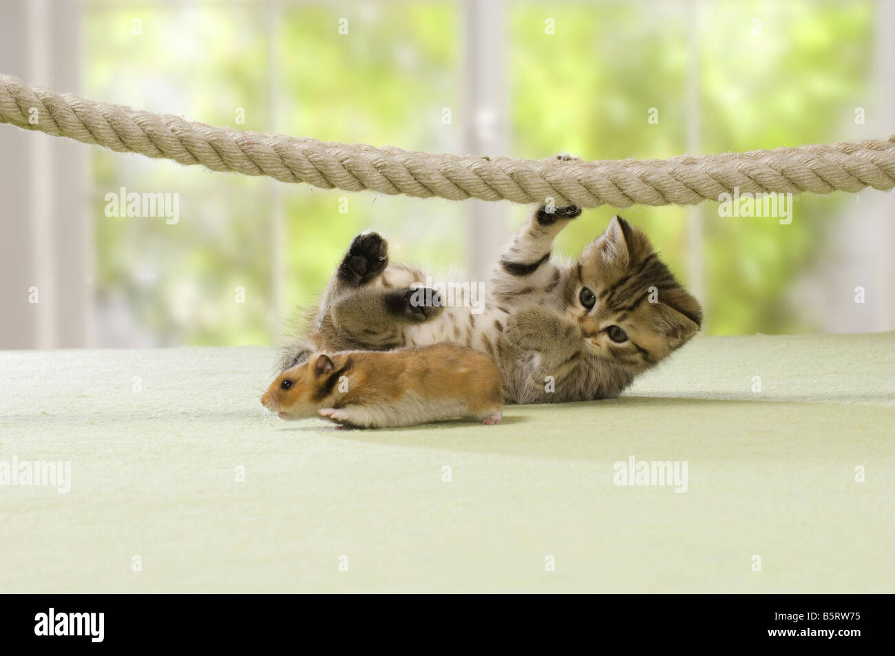 animal friendship : kitten and Golden Hamster Stock Photo - Alamy