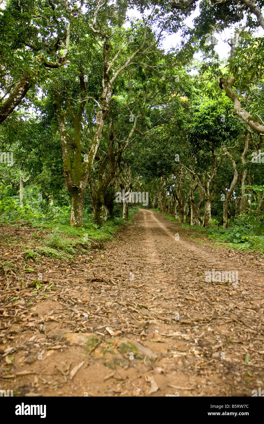 Tree-lined dirt road leading to nowhere in Africa Stock Photo - Alamy