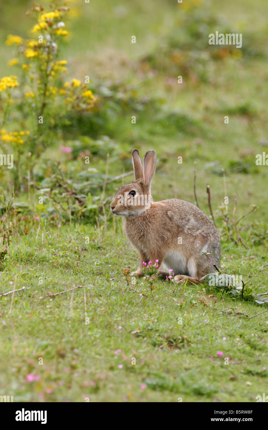 August Rabbit High Resolution Stock Photography and Images - Alamy