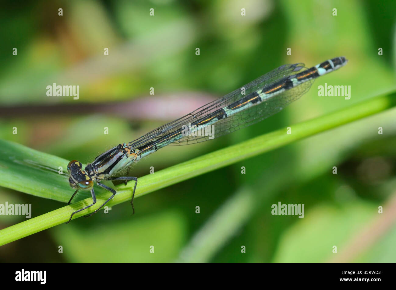 Common Blue Damselfly Enallagma cyathigerum Female Stock Photo - Alamy