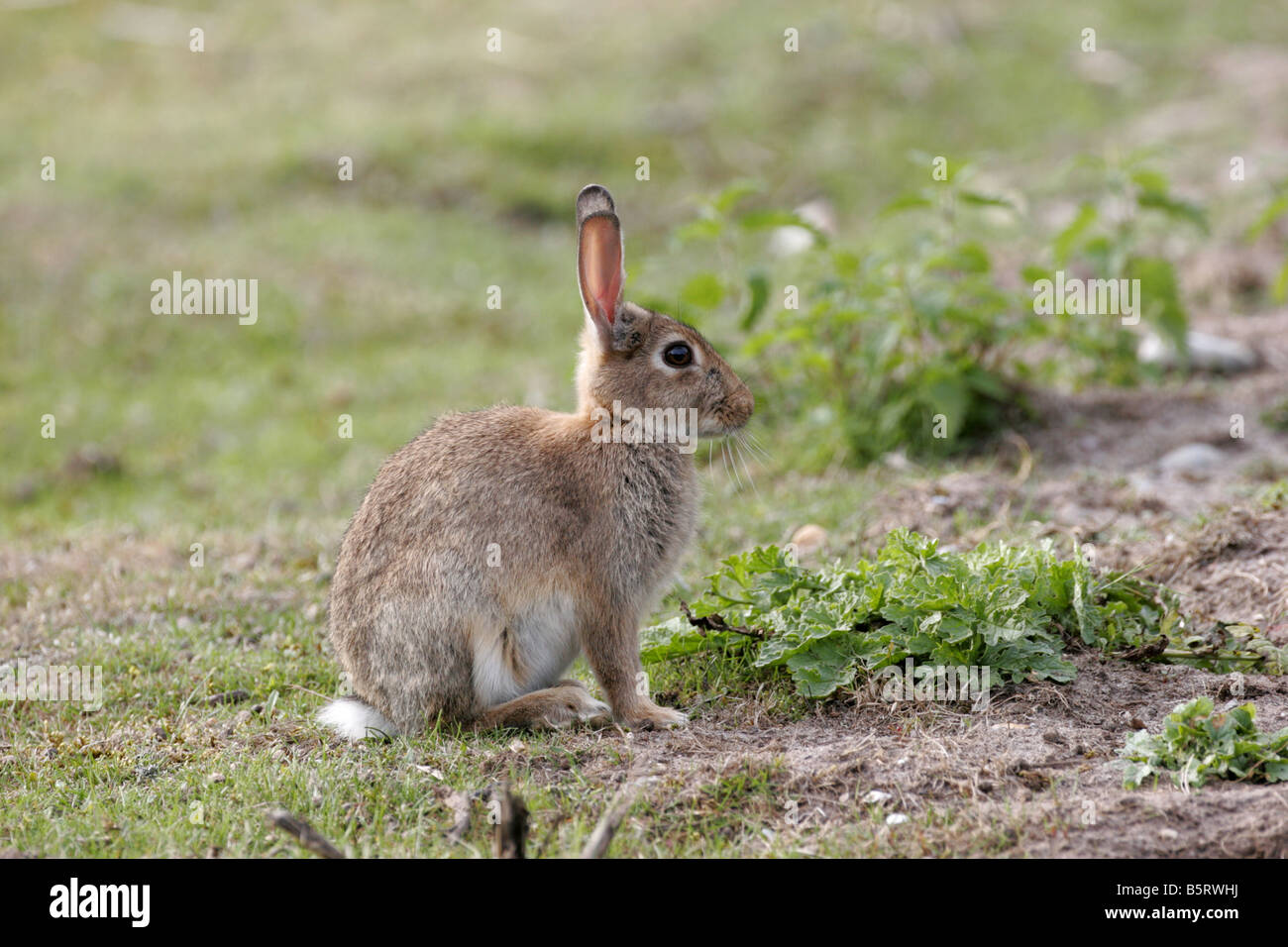 European Rabbit Oryctolagus cuniculus single adult sitting on heathland ...