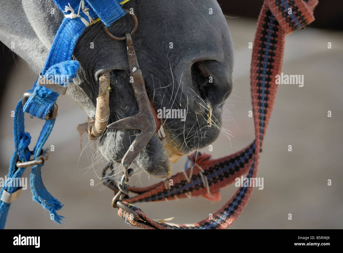 Horse muzzle Stock Photo - Alamy