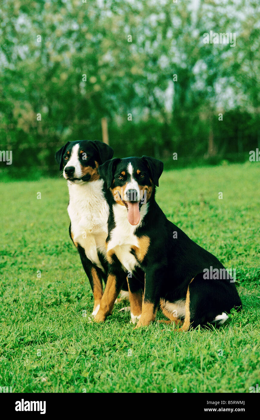two Appenzell Cattle Dogs - sitting on meadow Stock Photo - Alamy
