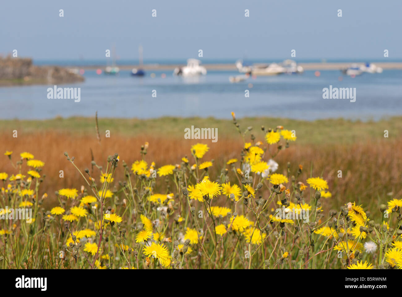 Florets yellow hi-res stock photography and images - Alamy