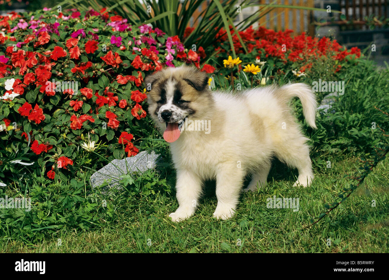 Elo - puppy standing on meadow Stock Photo - Alamy