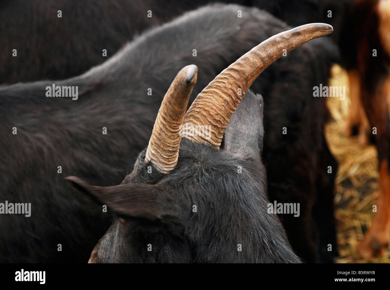 goat s horn Stock Photo - Alamy