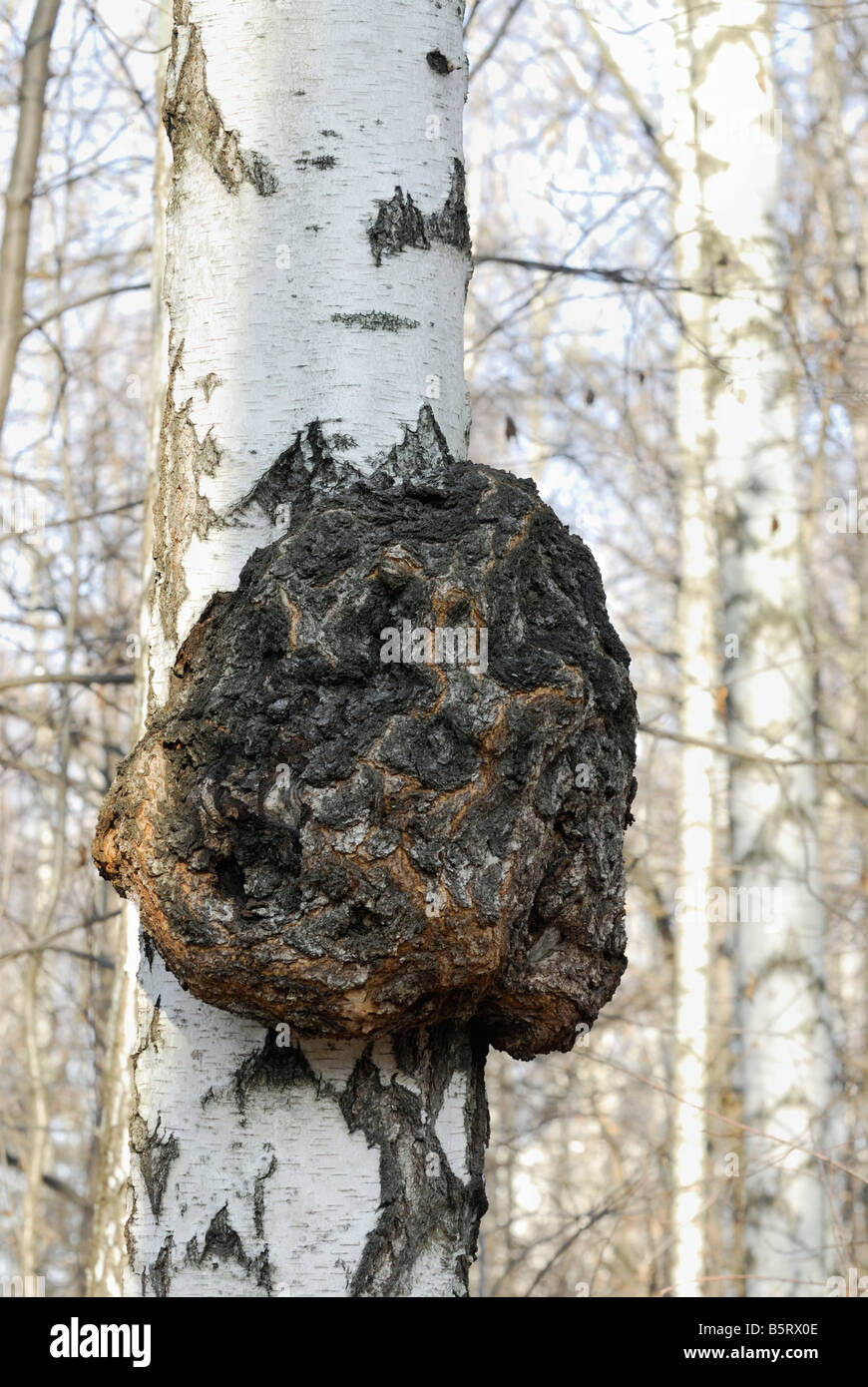 Birch Fungus High Resolution Stock Photography and Images - Alamy