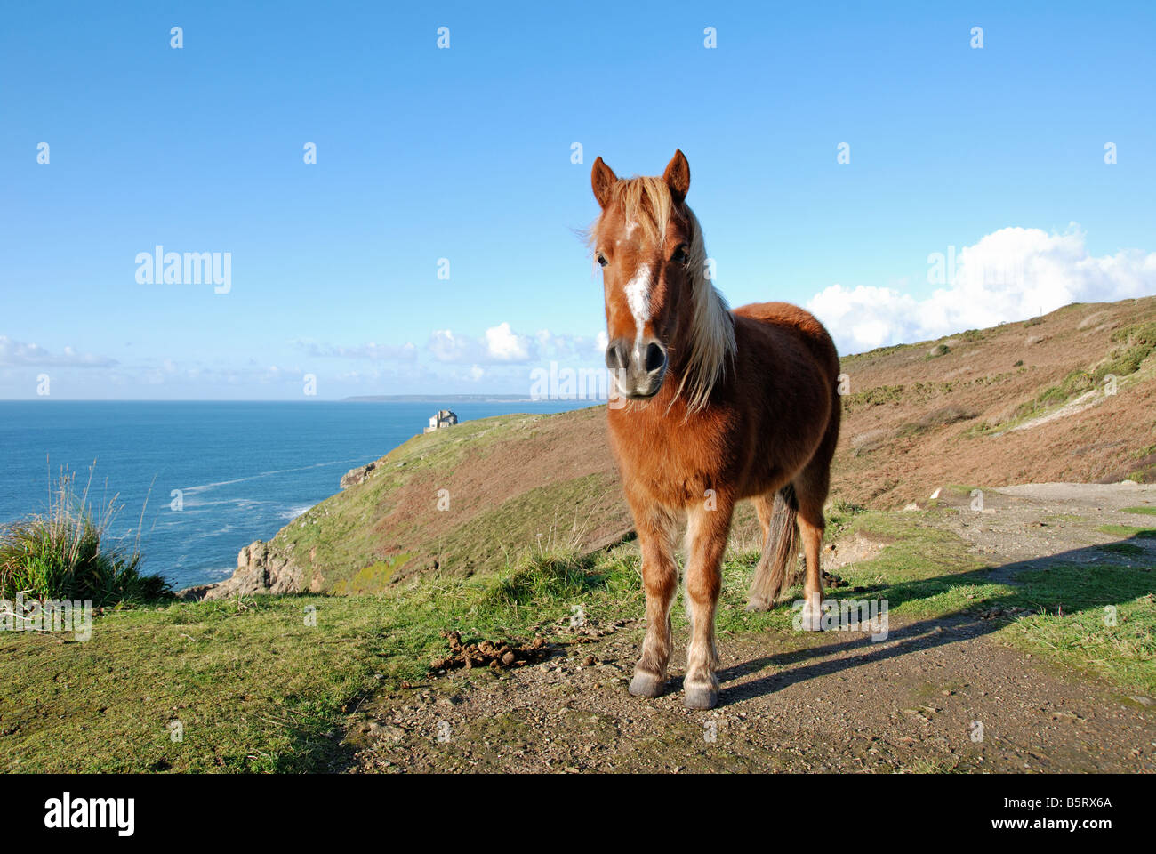 Shetland pony hi-res stock photography and images - Alamy