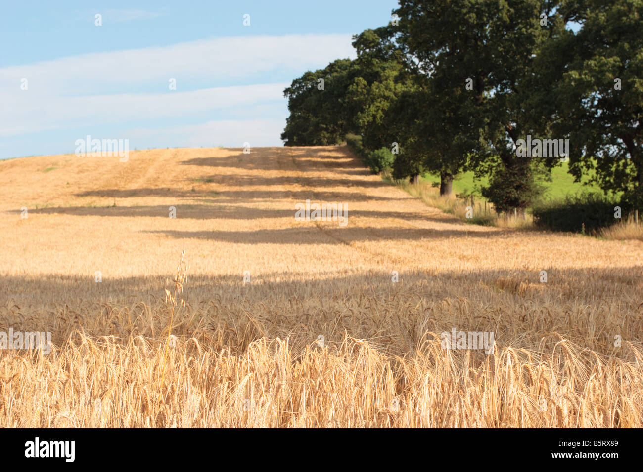 Barley Field With Tree Shadows Stock Photo - Alamy