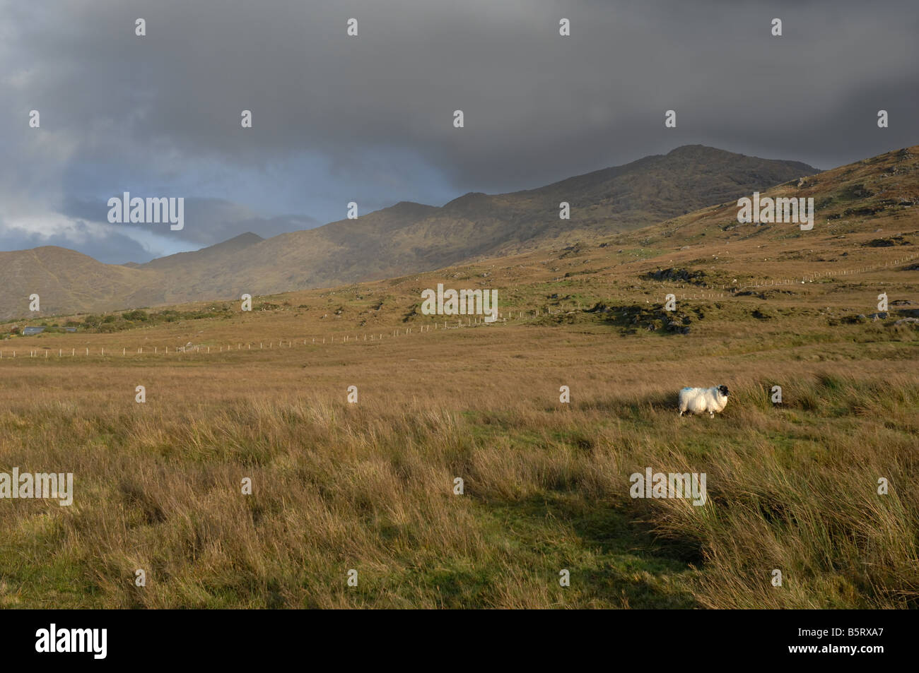 The Beara Peninsula Stock Photo - Alamy