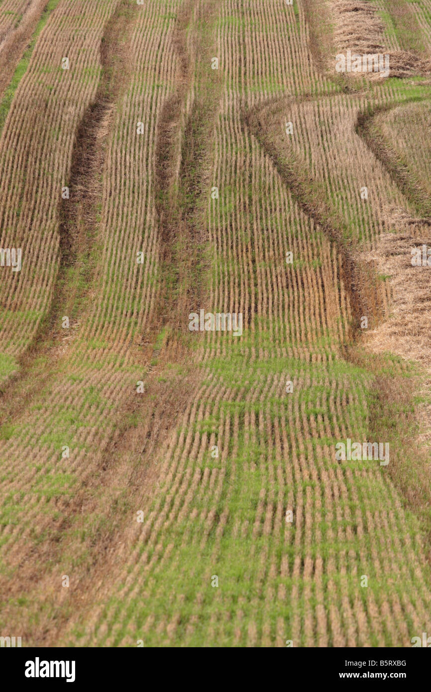 Stubble patterns hi-res stock photography and images - Alamy