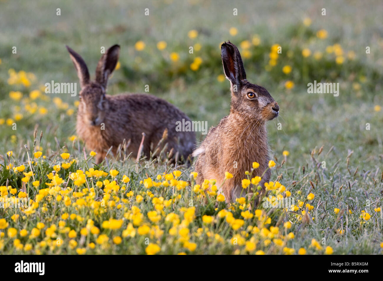 Two hares in spring Stock Photo - Alamy
