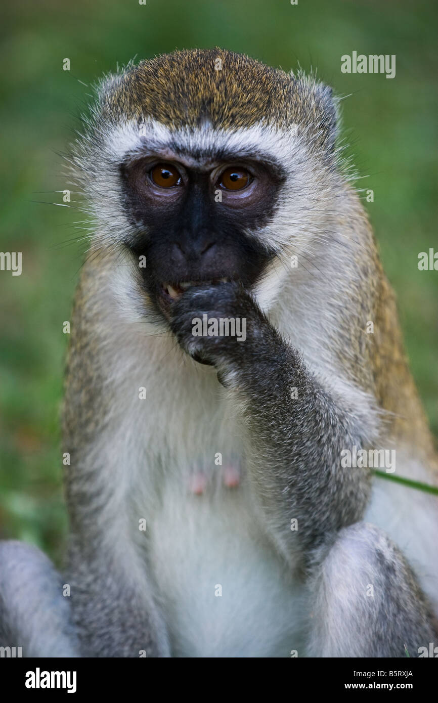 Monkey chewing hi-res stock photography and images - Alamy