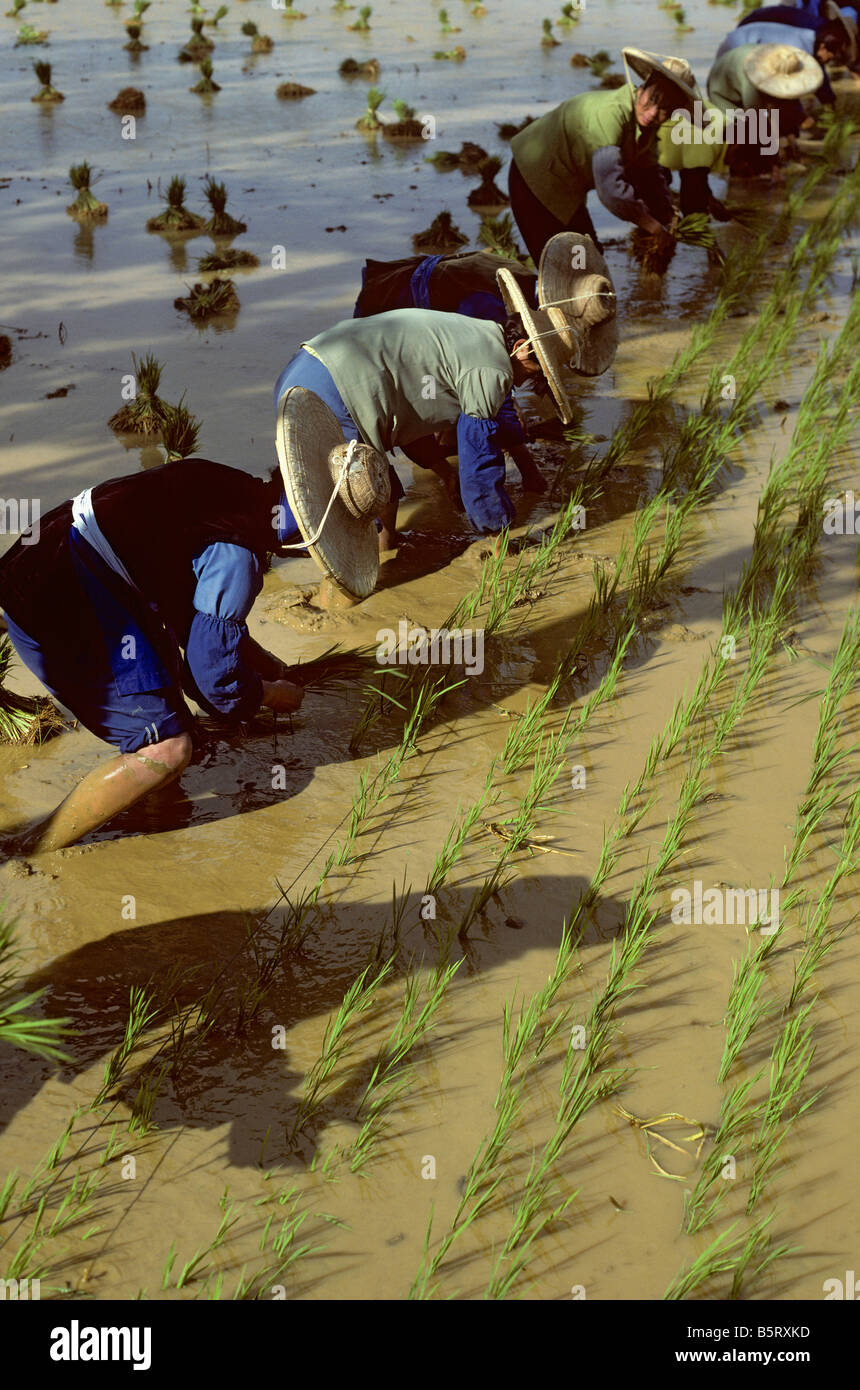 Rice seedlings hi-res stock photography and images - Alamy